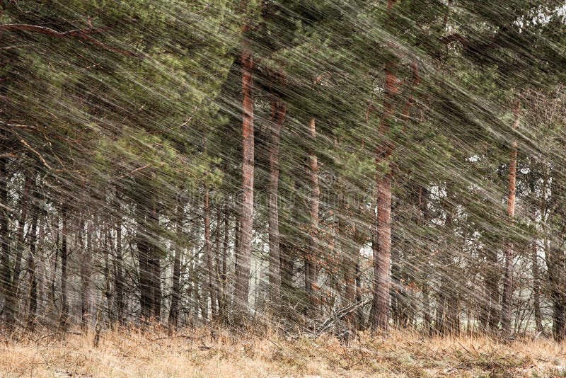 Forest with falling snow stock photo. Image of nature - 91460354