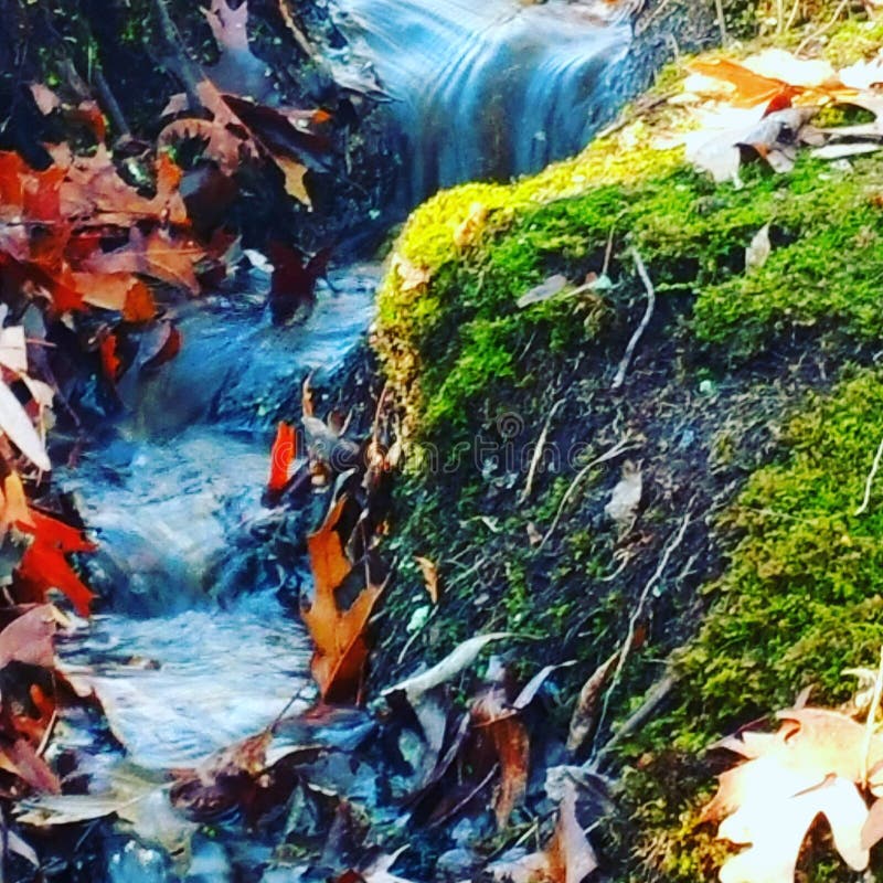 Forest Falls, United Kingdom, England Stock Image - Image of fall ... Forest Falls, United Kingdom, England Stock Image - Image of fall ...