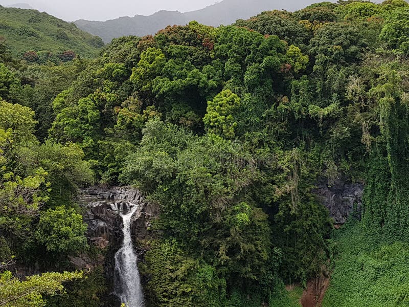 Forest falls stock photo. Image of falls, hawaii, green - 136458010