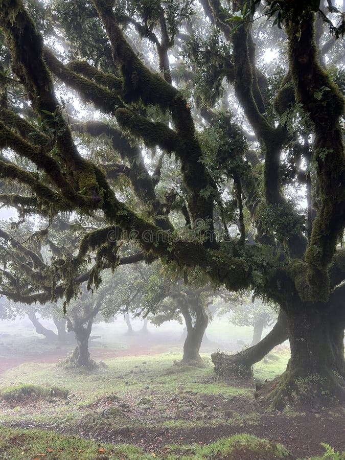 Forest Fanal stock image. Image of mystical, forest - 275223967