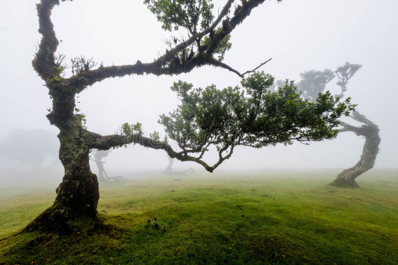 The Forest of Fanal Shrouded in Mist Stock Photo - Image of tourism ...