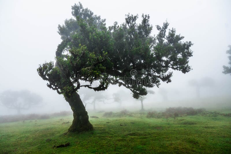 The Forest of Fanal Shrouded in Mist Stock Image - Image of forest ...