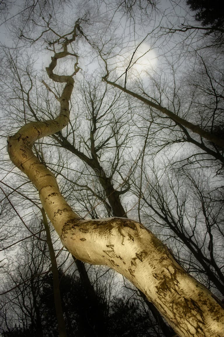 148 Bendy Tree Stock Photos - Free & Royalty-Free Stock Photos from ...