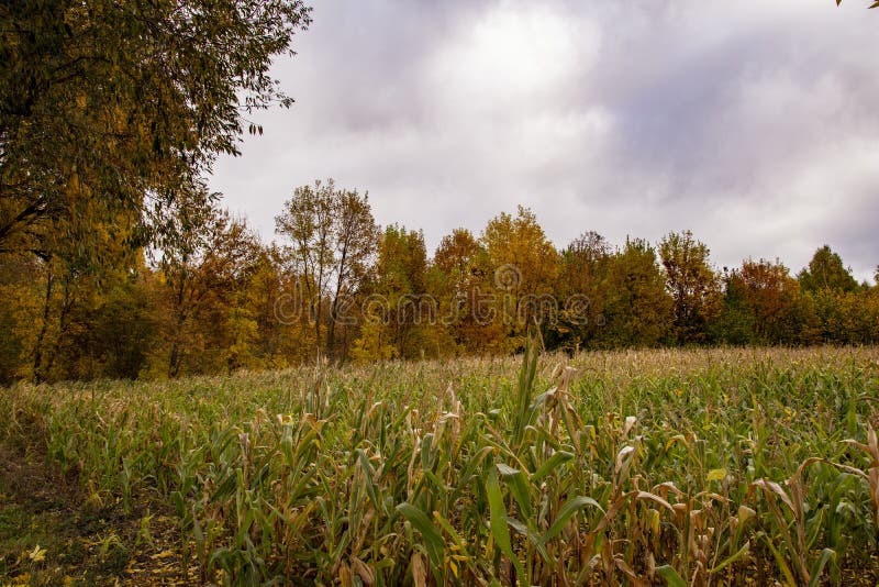 Forest and Farmland on a Cloudy Autumn Day, Autumn Stock Photo - Image ...