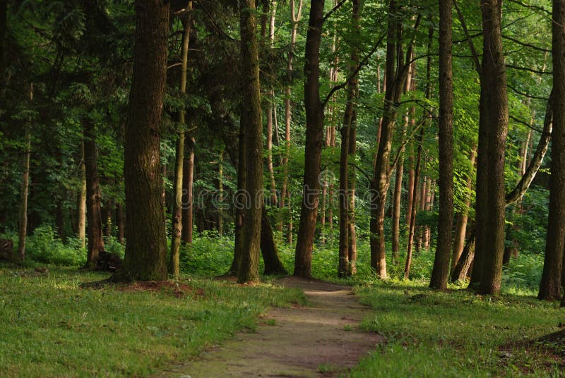 Forest stock photo. Image of dreams, holiday, forest - 120350568