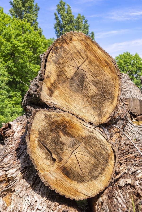 Felled Trees in the Forest in Early Spring Stock Image - Image of ...