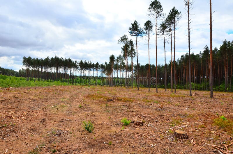 Forest after felling stock image. Image of brown, forest - 57141837