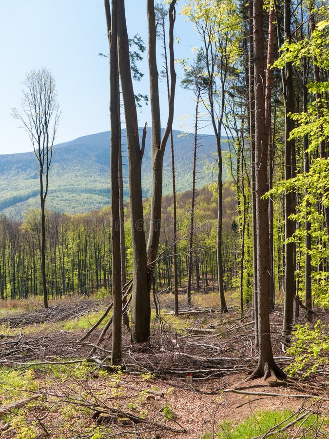 After forest felling stock image. Image of hill, energy - 41878263