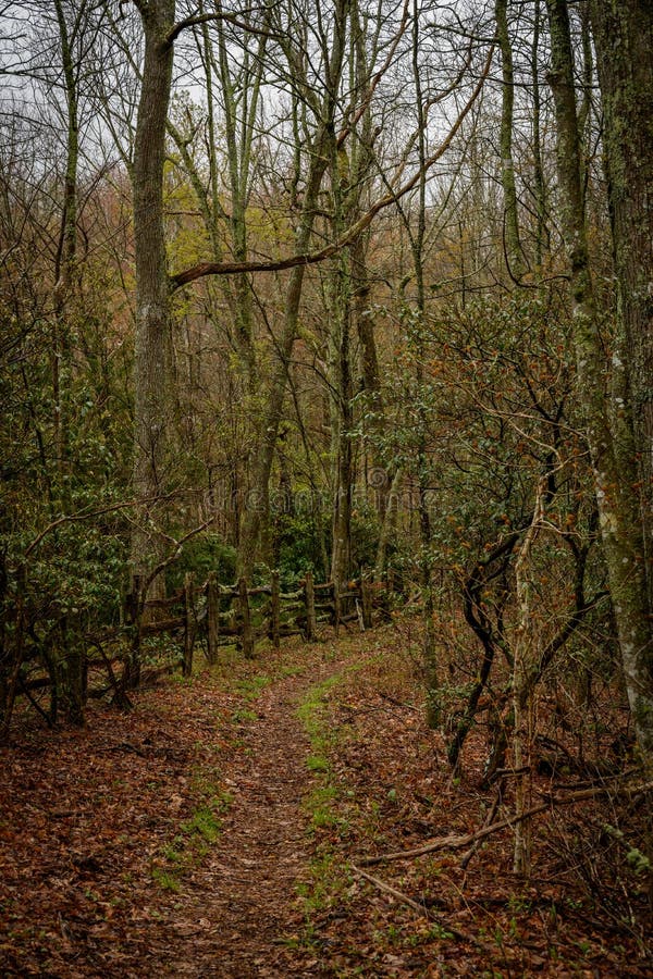 Forest Fence in Early Spring Stock Photo - Image of park, forest: 164812708