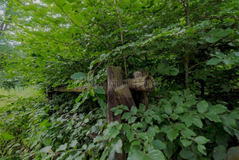 A Forest Fence in a Thicket of Beech Trees. Stock Photo - Image of ...