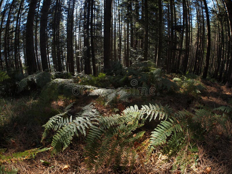 Forest with fern stock photo. Image of outdoors, park - 21680144