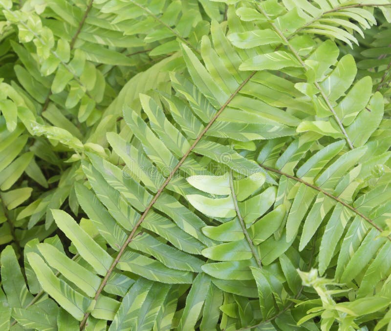 Forest fern leaves stock photo. Image of background, branch - 47863952