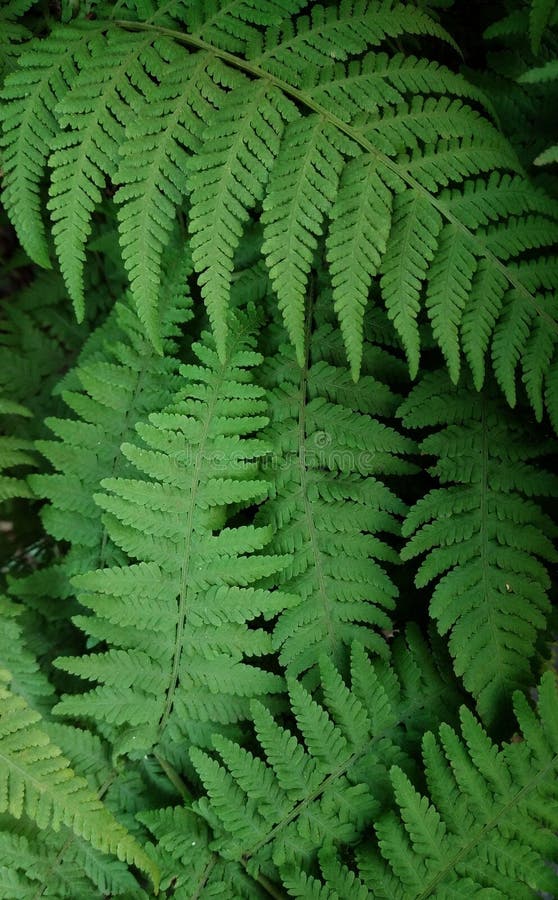 Forest Fern Tree, Central Java Indonesia Stock Photo - Image of fern ...