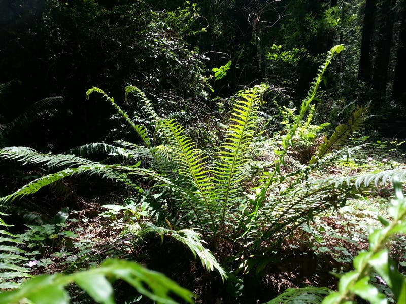 Forest Fern stock image. Image of northwestern, lovely - 91822515