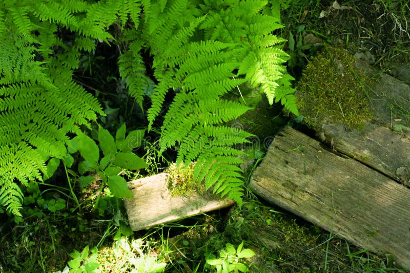 Forest Fern and Wooden Path. Top View Stock Image - Image of botany ...
