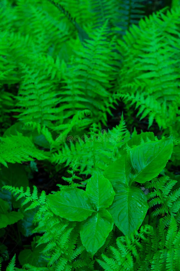 Forest Ferns stock image. Image of fern, leaves, vibrant - 24831013