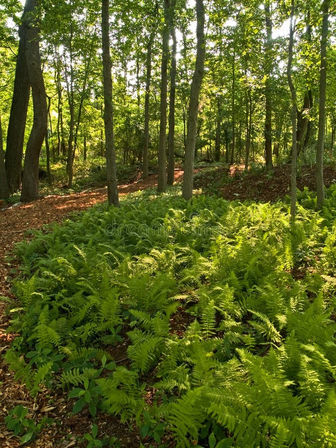 Forest Ferns Picture. Image: 5984536