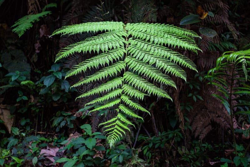 Forest ferns stock image. Image of sunlight, ferns, tree - 171474127