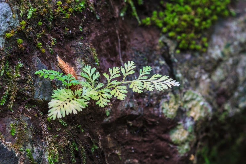 Forest Ferns and Fallen Log Stock Image - Image of frond, flora: 47444793