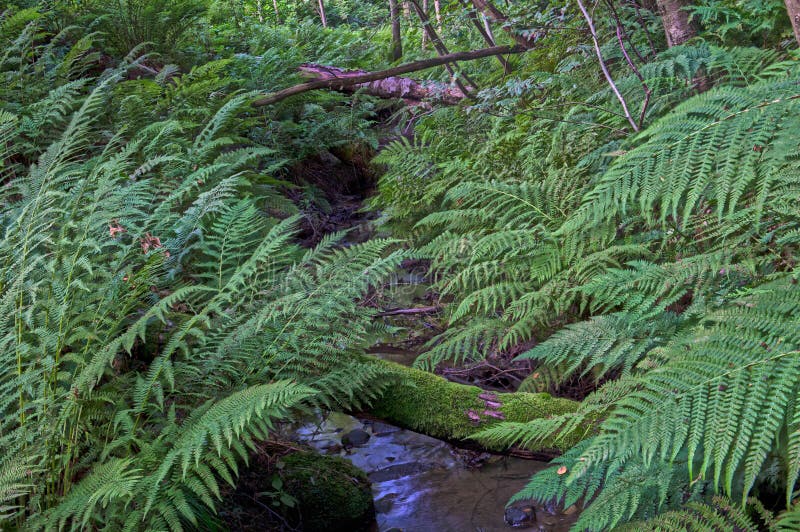 Forest Ferns River stock image. Image of woods, forest - 97819835