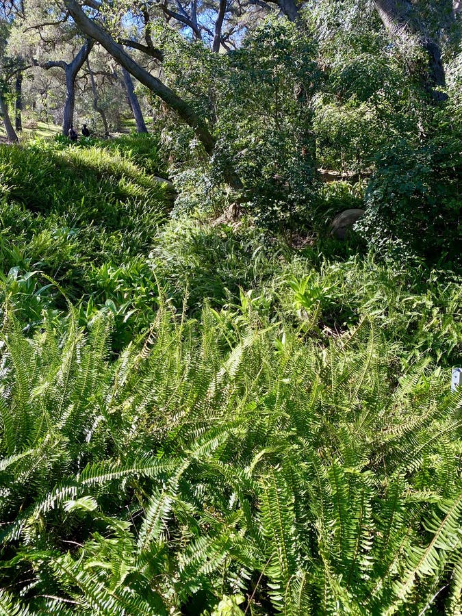 Forest ferns and trees stock photo. Image of nature - 239957306
