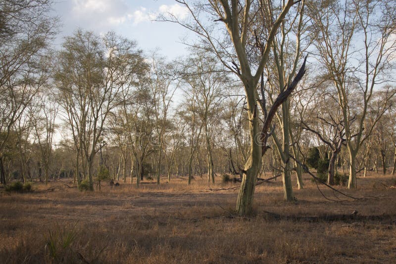 Forest of Fever Trees in Gorongosa National Park Stock Image - Image of ...