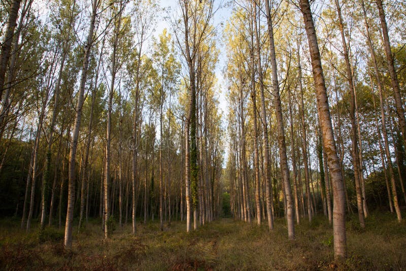 The forest stock photo. Image of nature, tree, details - 77883010