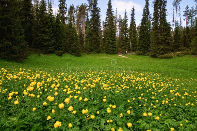 Forest field stock image. Image of summer, park, oulanka - 25961875
