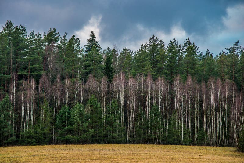 Forest and field stock photo. Image of trunk, tree, branch - 80990208