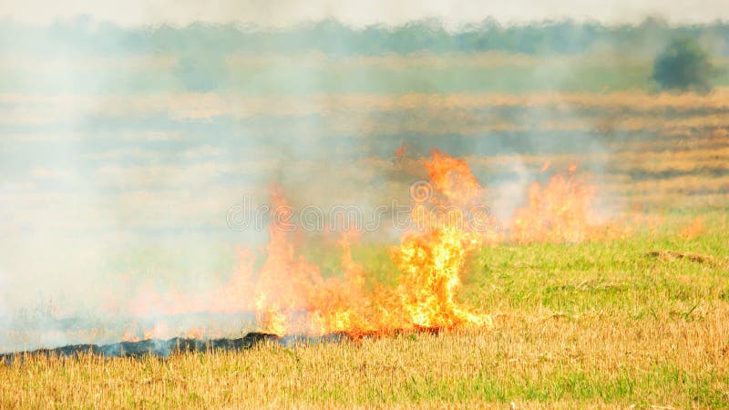 Forest Field Fire Due To Dry Grass. Stock Image - Image of emergency ...