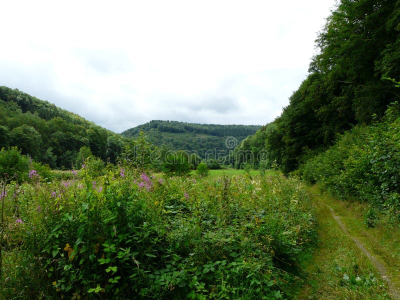 Forest field with mountain stock photo. Image of back - 74652374