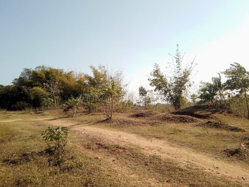 Forest Field Park Green Good Photo Stock Photo - Image of good, park ...