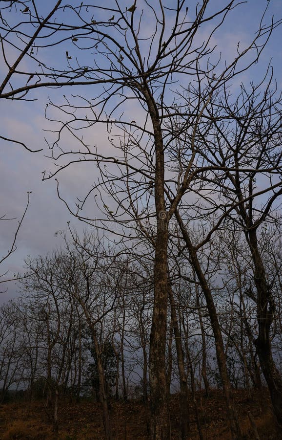 Forest Filled with Dry Trees from Low Angle Stock Image - Image of ...