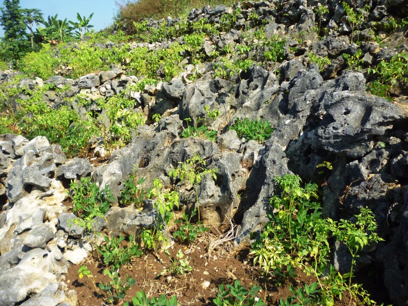 Forest Filled with Large Rocks Stock Image - Image of foliage, bright ...