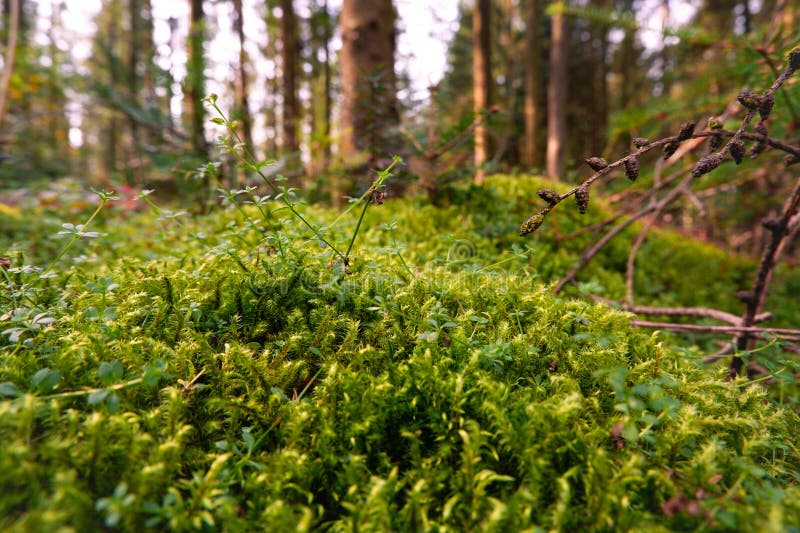 A Forest Filled with Lots of Green Trees and Geometric Shapes with Neon Lights. Stock Image ...