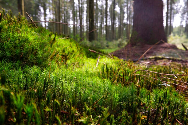 A Forest Filled with Lots of Green Moss Covered Trees and Ground. Green Moss, Background Stock ...