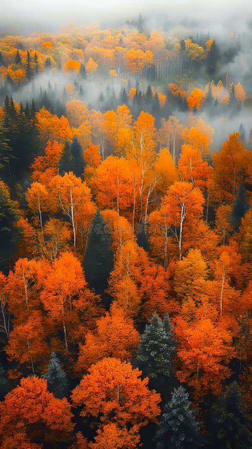 A Forest Filled with Lots of Trees Covered in Orange and Yellow Leaves ...