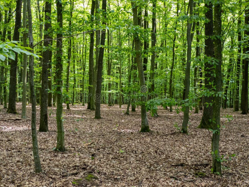 A Forest Filled with Lots of Green Trees and Geometric Shapes with Neon ...