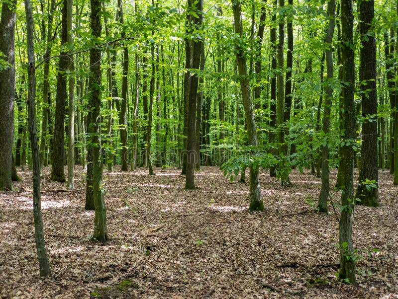 A Forest Filled with Lots of Green Trees and Geometric Shapes with Neon ...