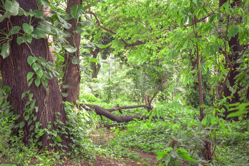 Forest Filled with Trees and Green Vegetation All Around Stock Image ...