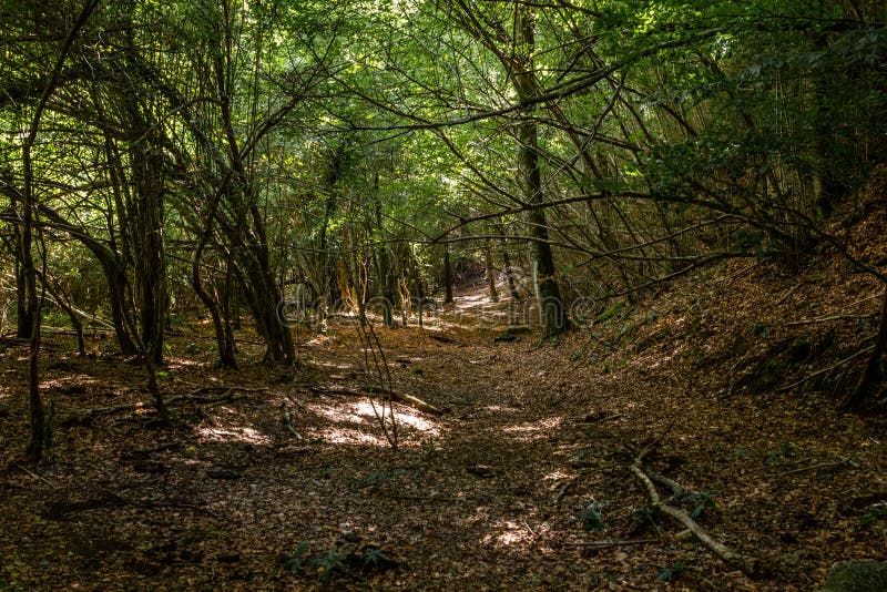 Forest with Fine Trees in Autumn Stock Image - Image of natural ...