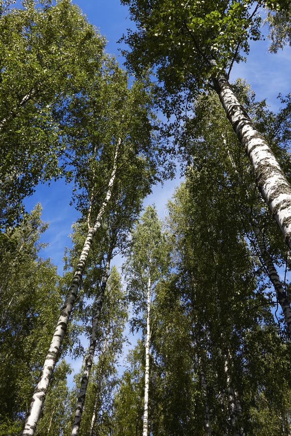 Forest, Finland stock photo. Image of natural, vertical - 209843980