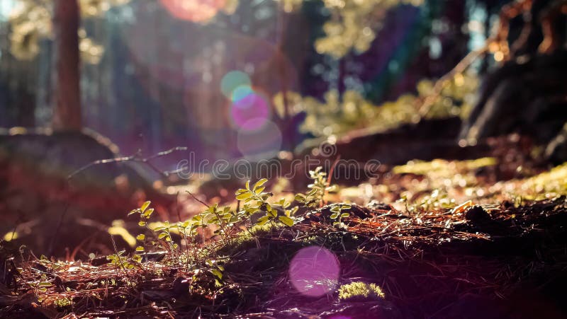 Forest stock photo. Image of forests, nature, sunshine - 50983670