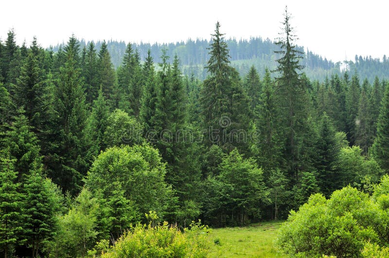 Forest with fir trees stock image. Image of large, colorful - 56745859