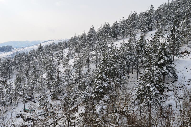 Forest of Fir Trees Under the Snow Stock Photo - Image of tree, cold ...