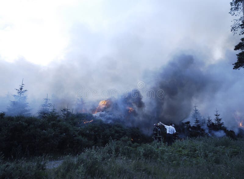 Forest Fire stock photo. Image of pine, danger, wood, forest - 1024746