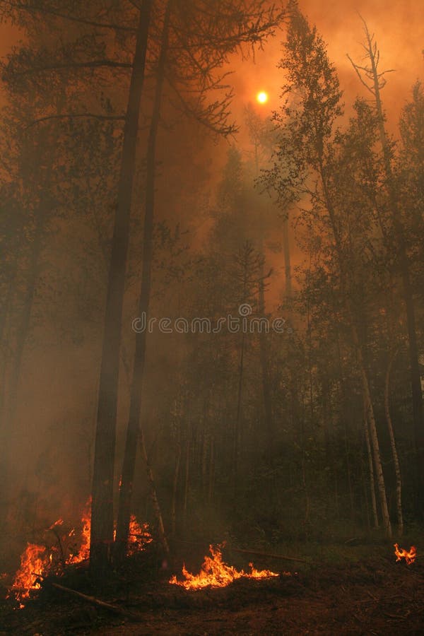 Forest fire stock photo. Image of pine, trees, burns, smoke - 1117326