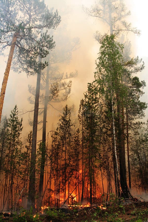 Forest fire stock image. Image of forest, burning, trees - 1117365