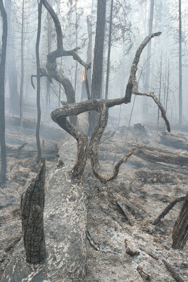 Forest fire stock photo. Image of pine, paccident, smoke - 1117400