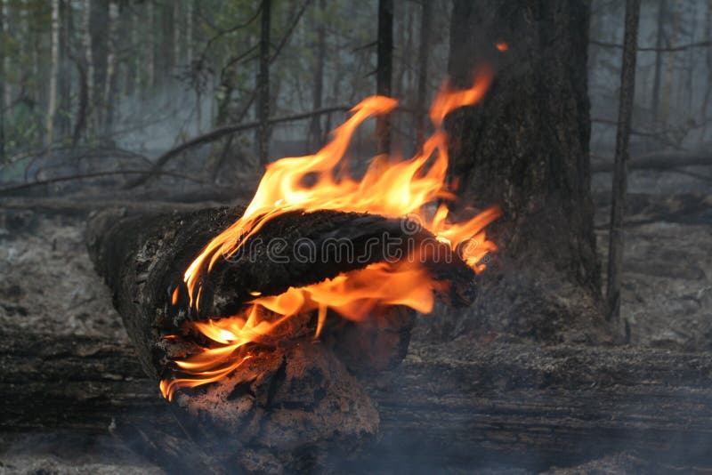 Forest fire stock image. Image of flame, tree, forest - 1117403